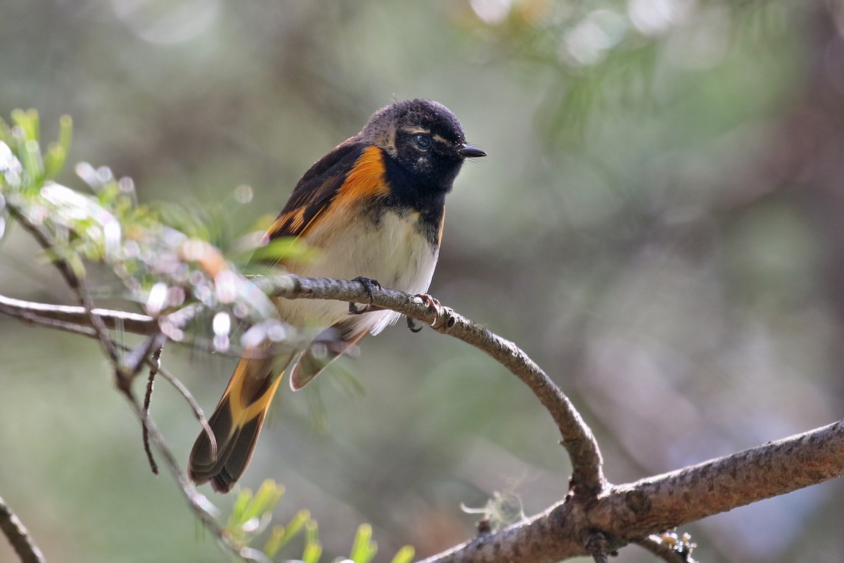 eBird Checklist - 22 May 2019 - Umbagog NWR--Magalloway River Trail ...