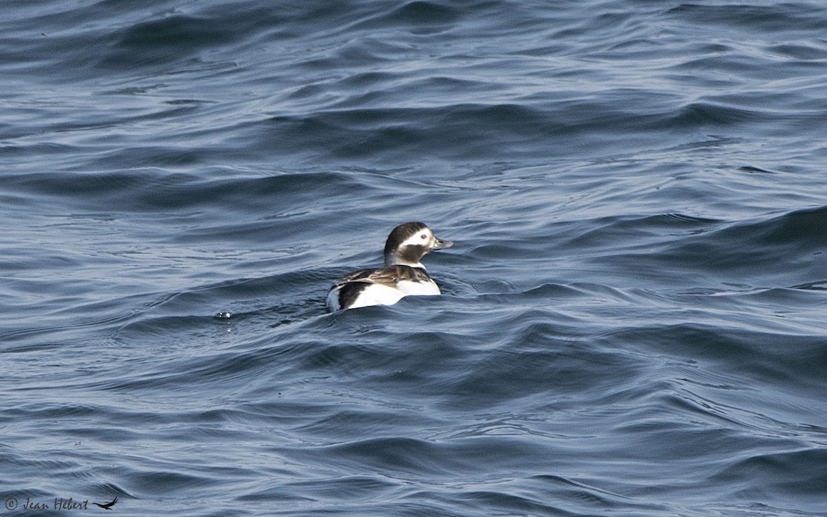 eBird Checklist - 19 May 2019 - Prince Edward Point NWA--Prince Edward ...