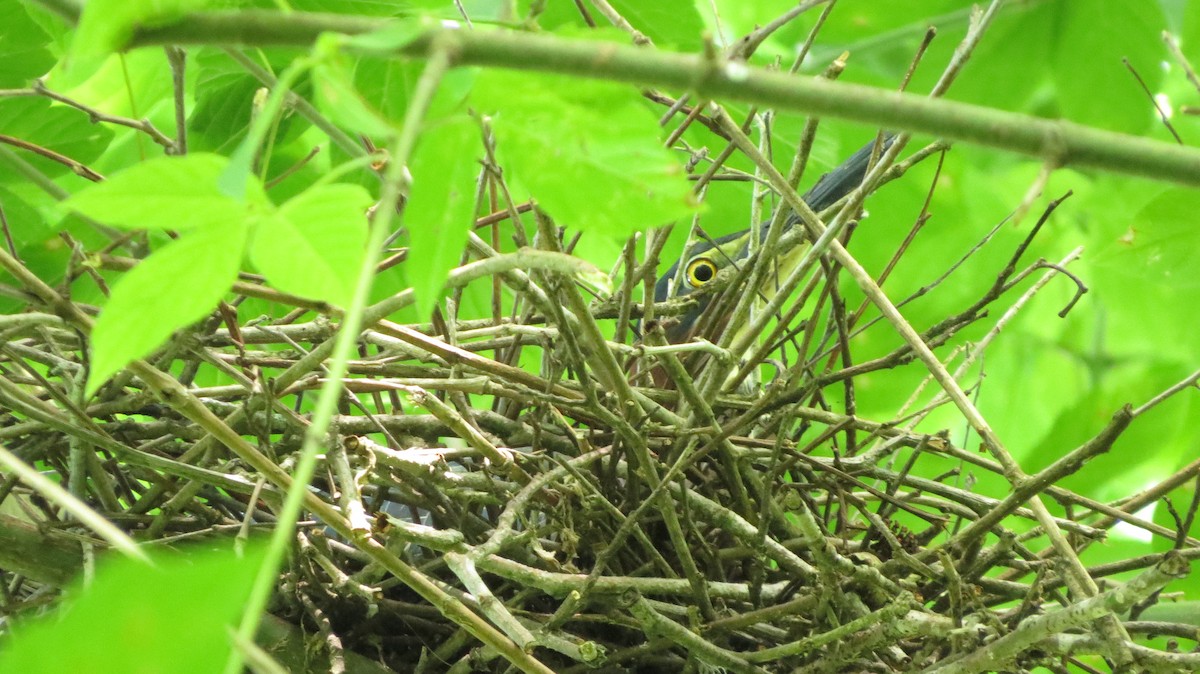 eBird Checklist - 23 May 2019 - Marmet Locks and Dam - 21 species (+2 ...