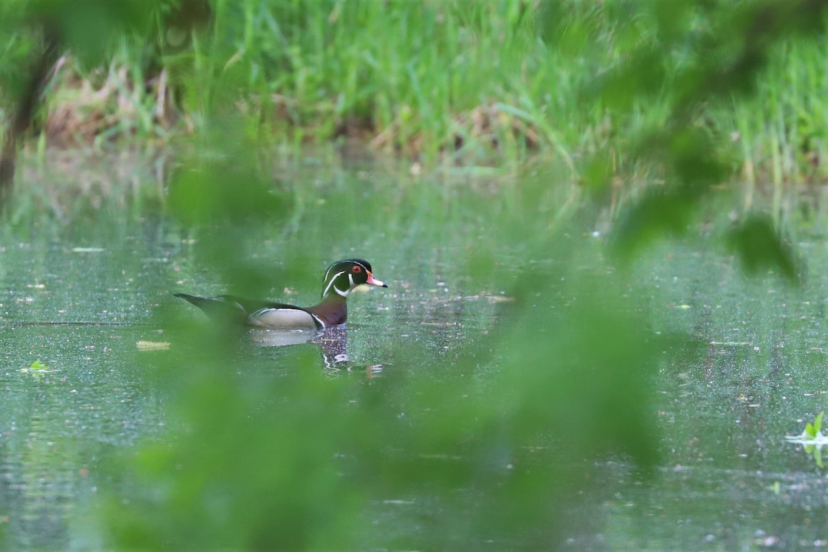 eBird Checklist - 24 May 2019 - Chippewa Nature Center - 59 species