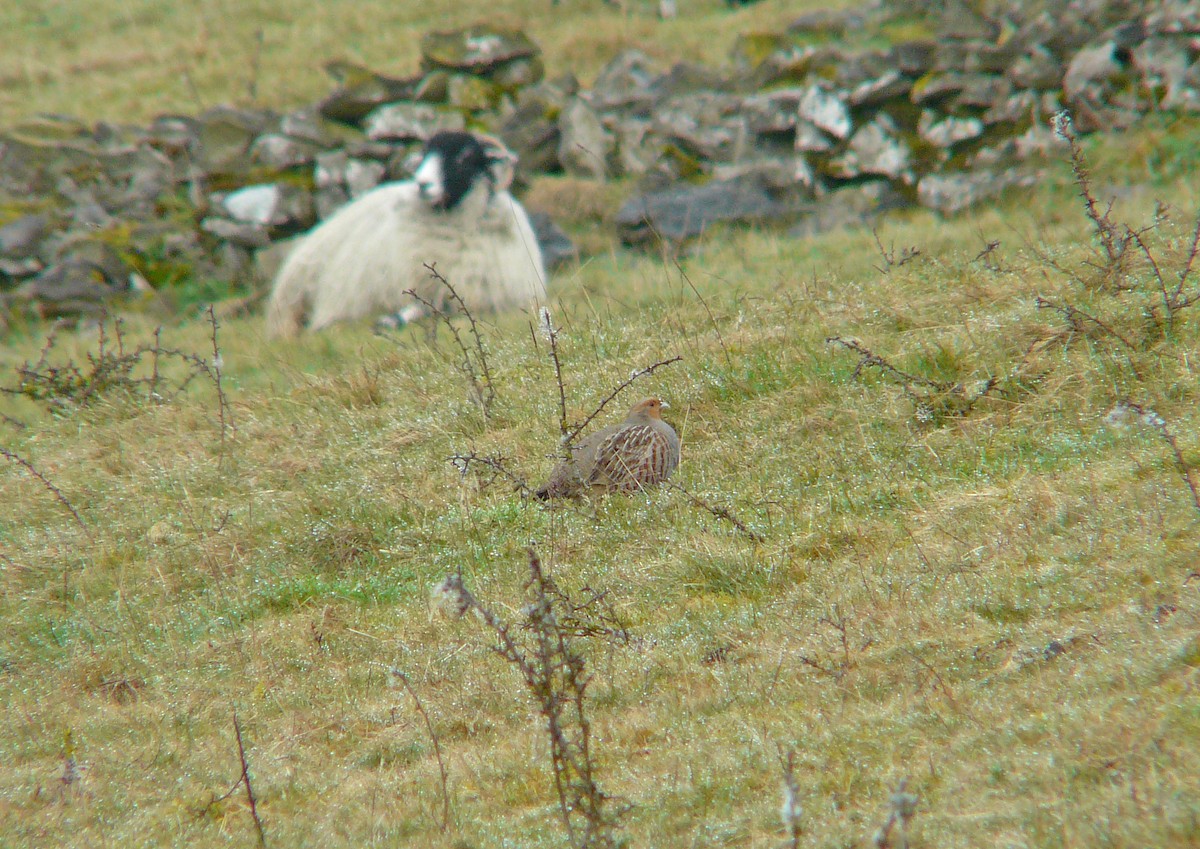 eBird Checklist - 8 Apr 2012 - Middleton Moor - 17 species
