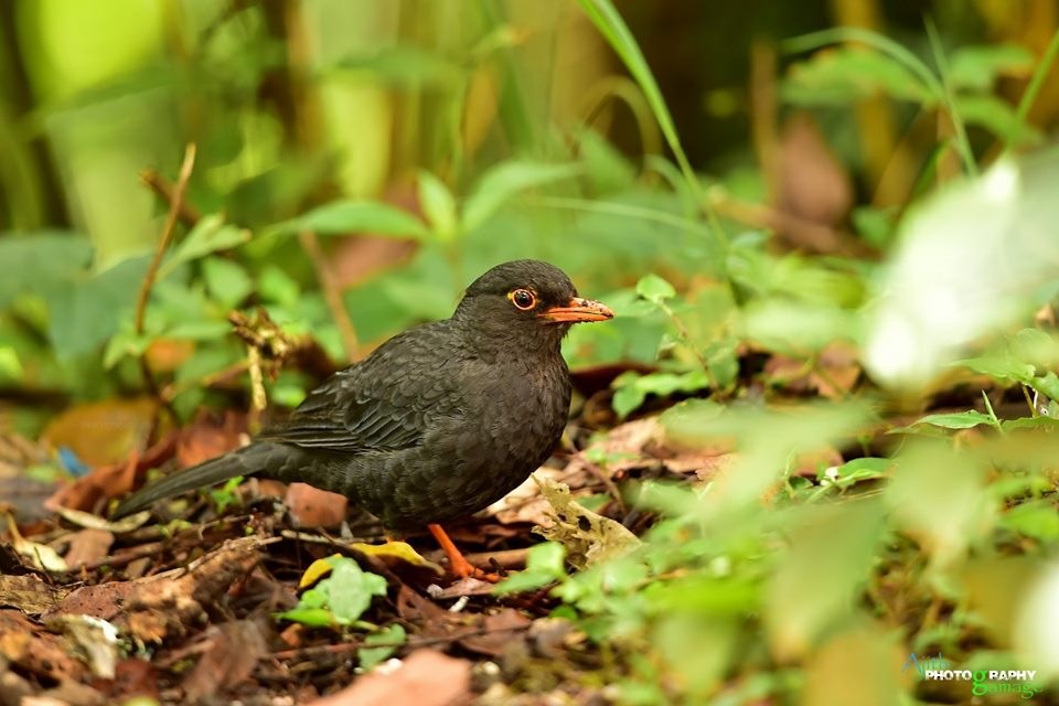 eBird Checklist - 22 May 2019 - LK-Central Province-Horton Plains ...