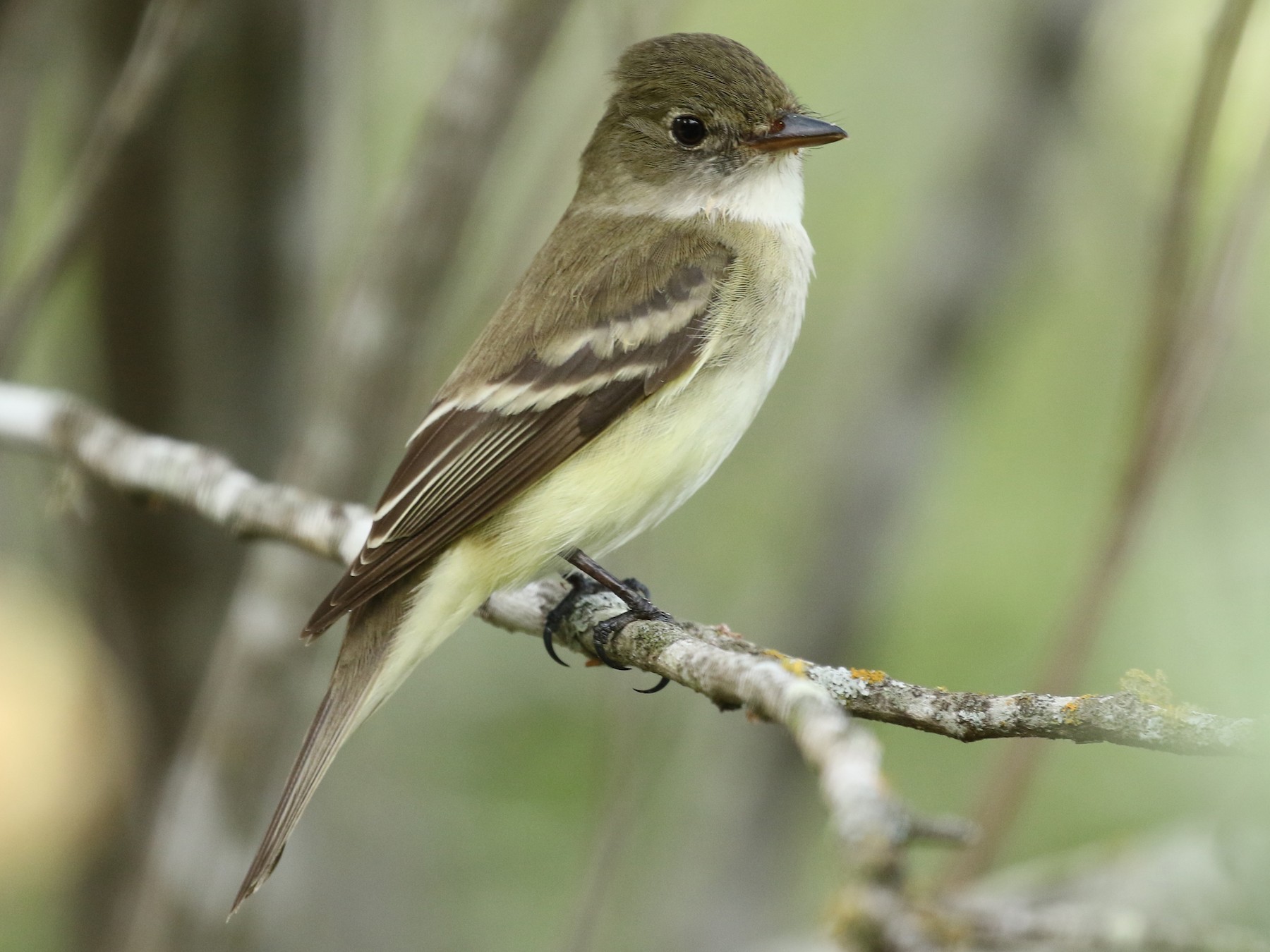 Alder Flycatcher - eBird