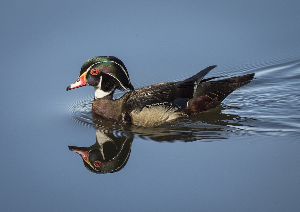 eBird Checklist - 25 May 2019 - Lake Davis - 20 species (+1 other taxa)