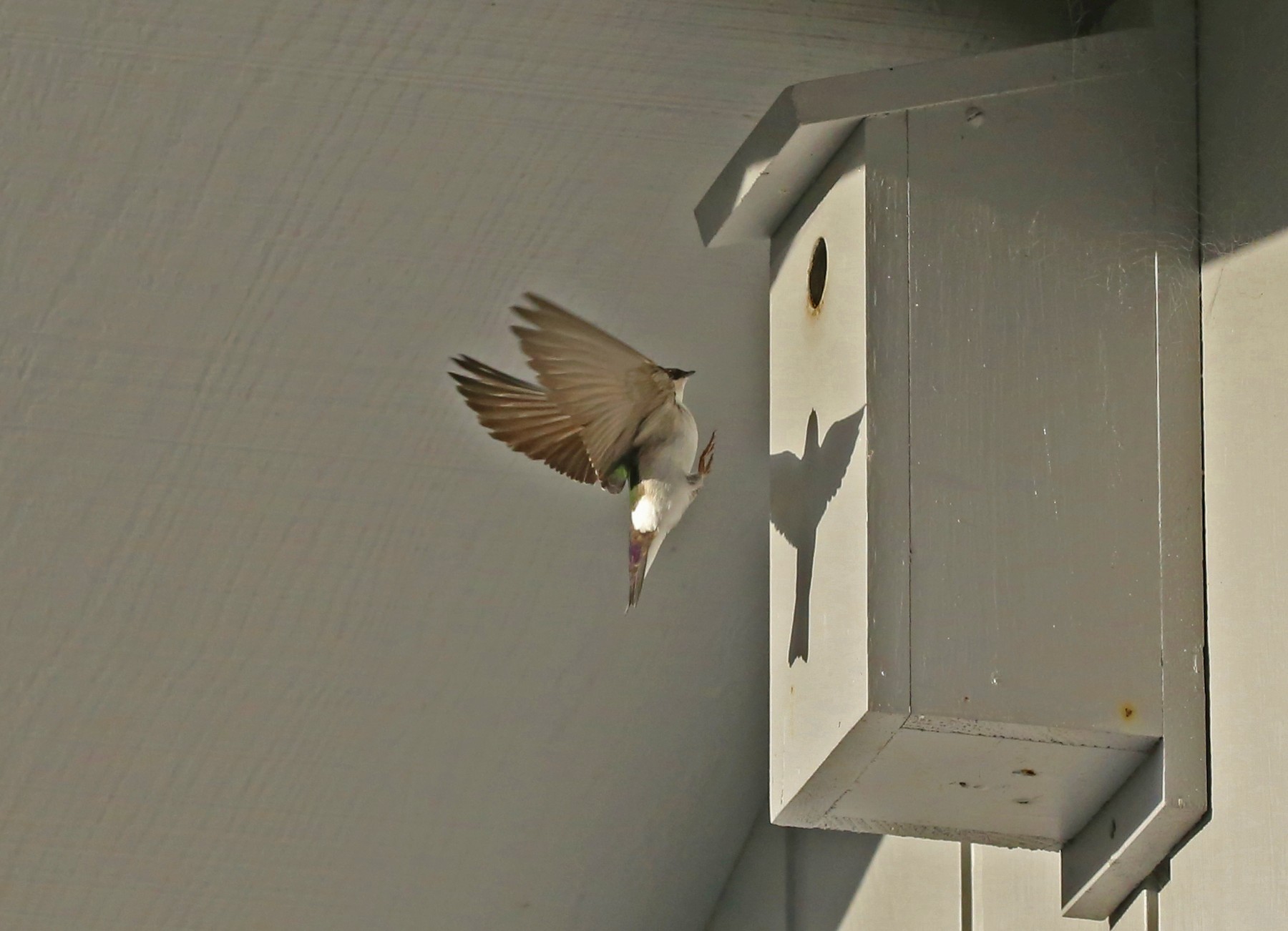 Dvobojna američka lasta/ljubičasto-zelena lasta - eBird