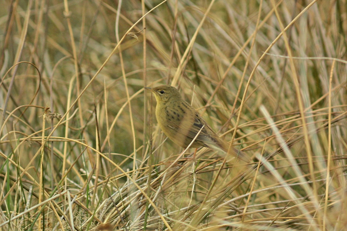 eBird Checklist - 24 Apr 2010 - Higher Disley - 7 species