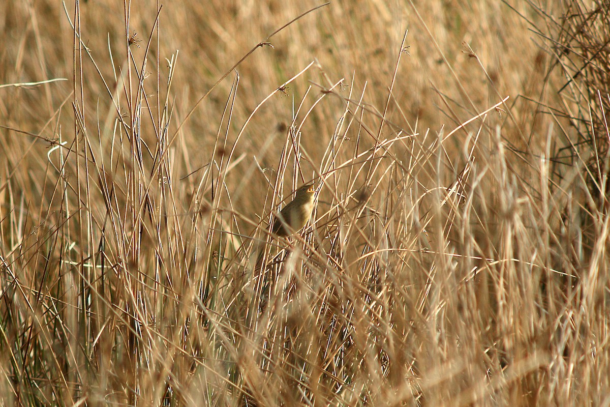 eBird Checklist - 1 May 2010 - Higher Disley - 1 species
