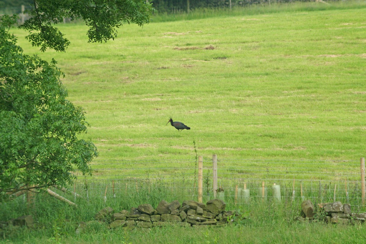 eBird Checklist - 26 Jun 2012 - Higher Disley - 1 species