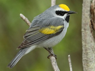 Golden-winged Warbler - eBird