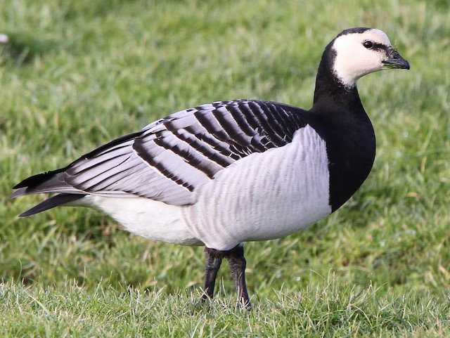 Barnacle Goose Migration