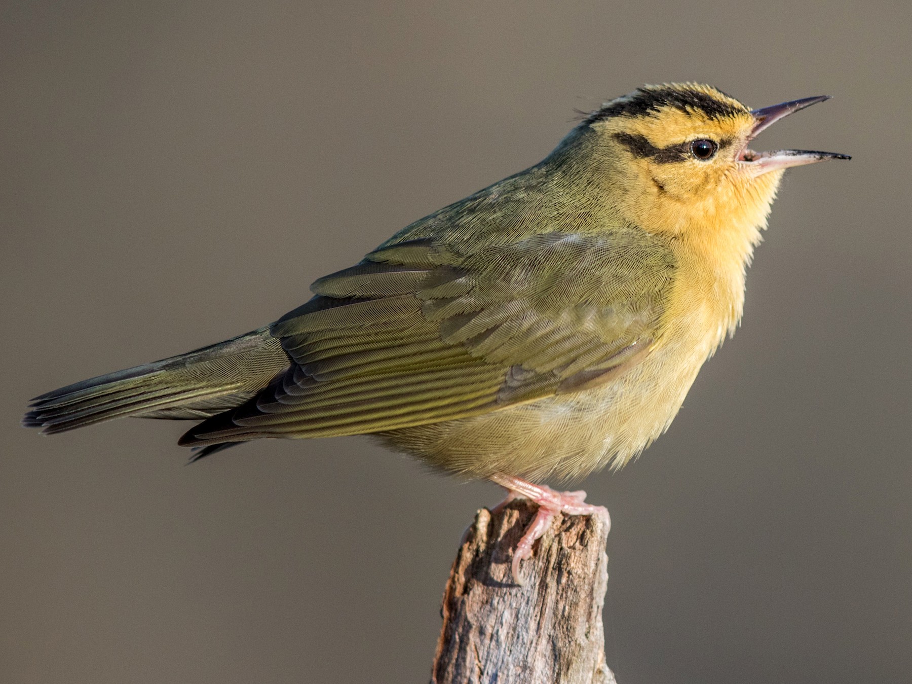 Worm-eating Warbler - eBird