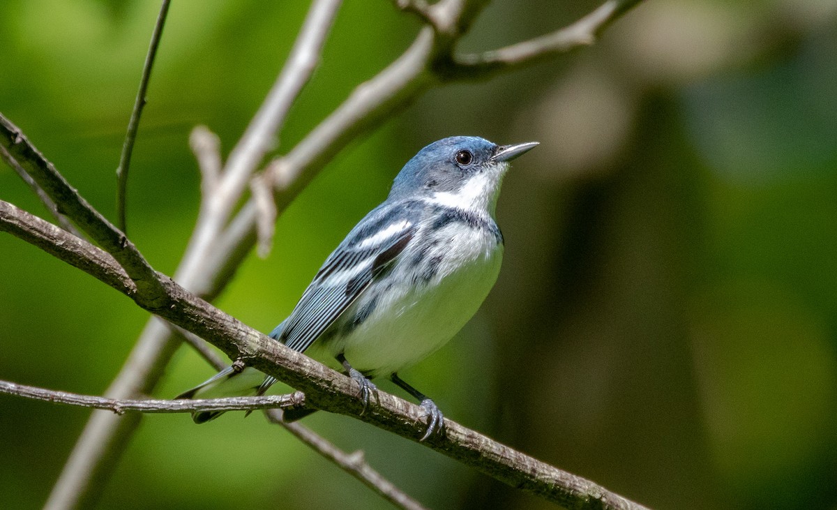 September eBirder of the Month Challenge - Minnesota eBird