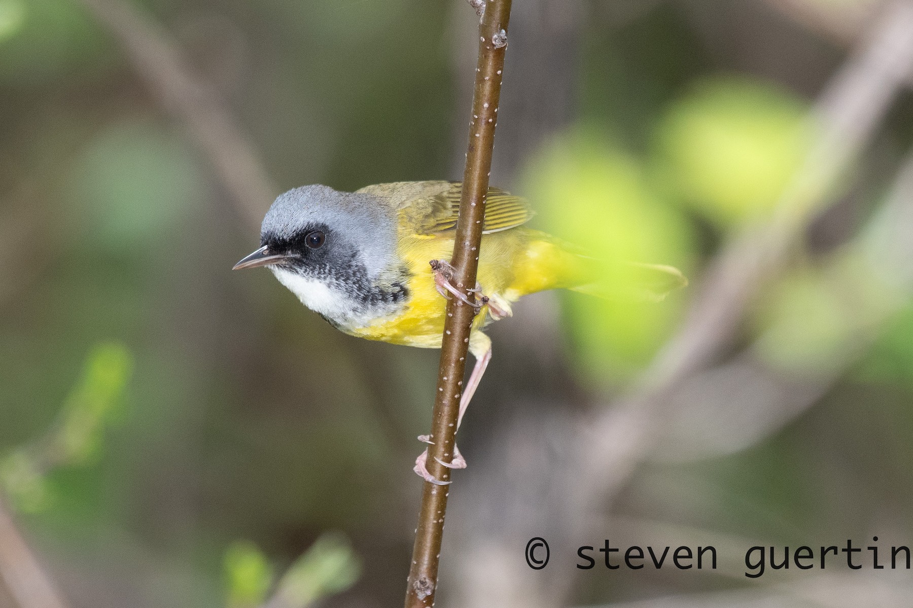 Mourning Warbler x Common Yellowthroat (hybrid) - eBird