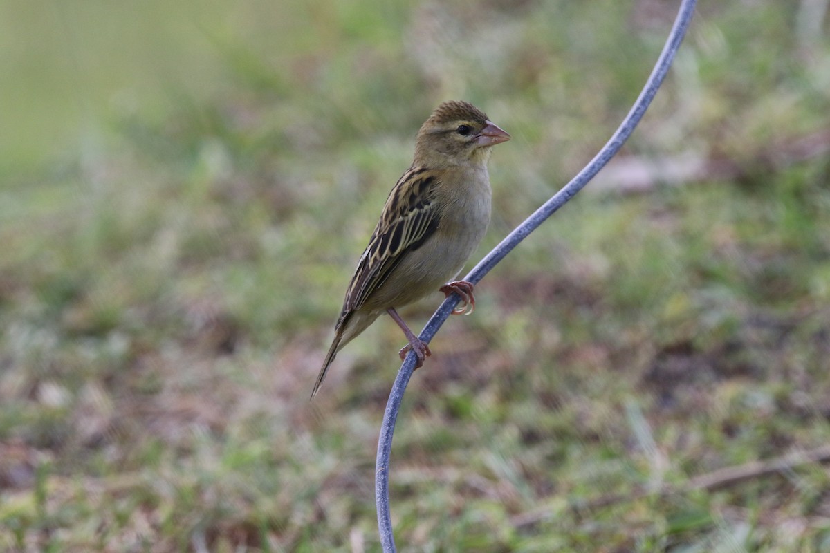 ML161313031 - Red Fody - Macaulay Library