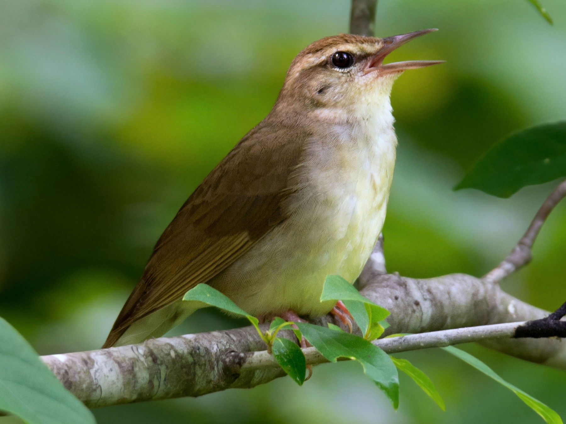 Swainson's Warbler - eBird