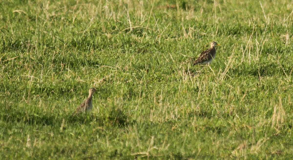 Wisconsin Breeding Bird Atlas Checklist - 26 May 2019 - South Ino Field ...