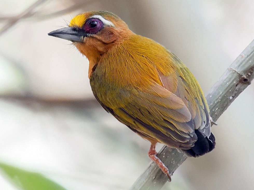 White-browed Piculet - eBird
