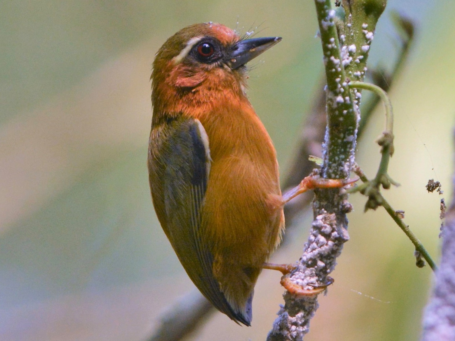 White-browed Piculet - eBird