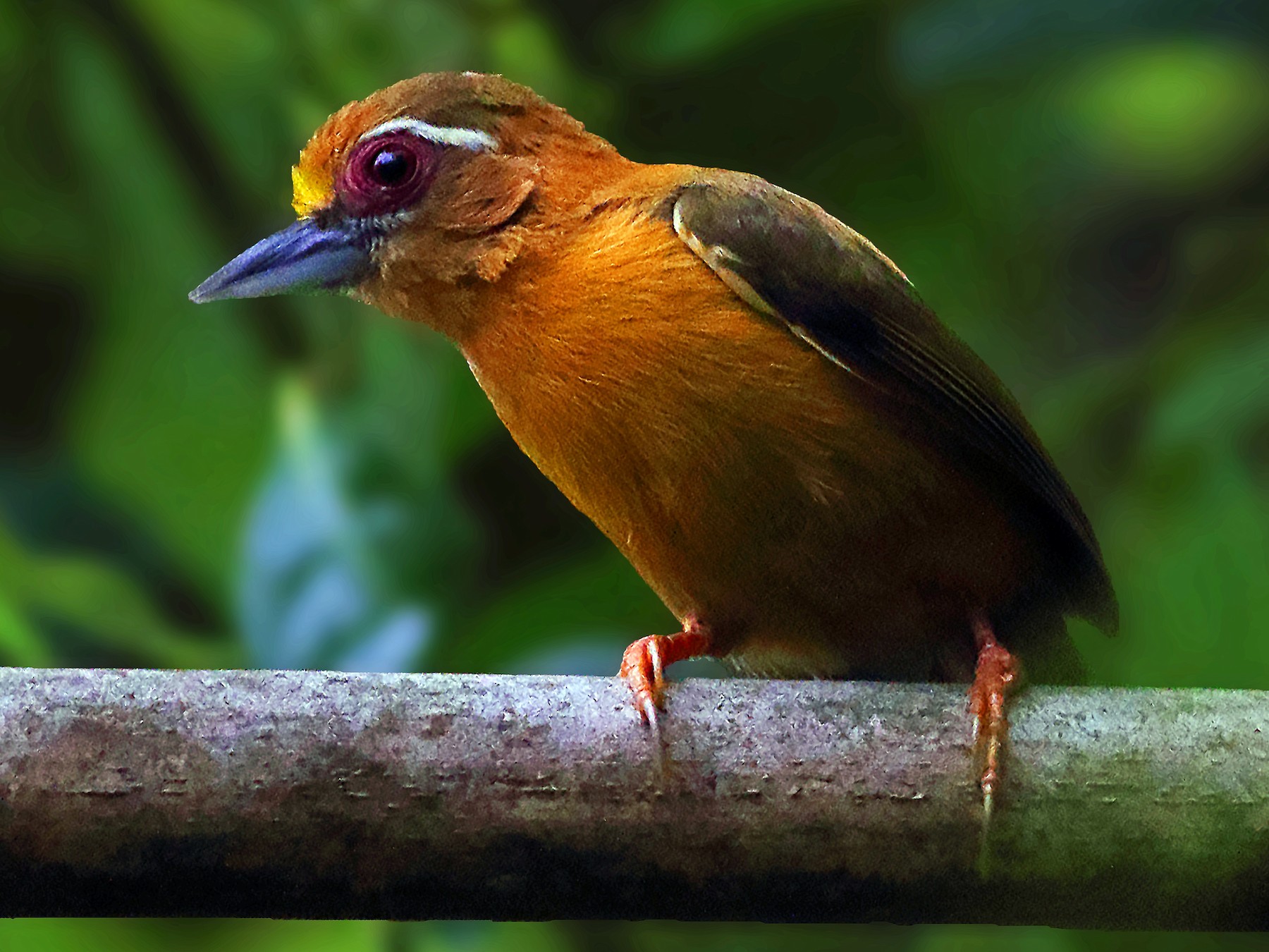 White-browed Piculet - eBird