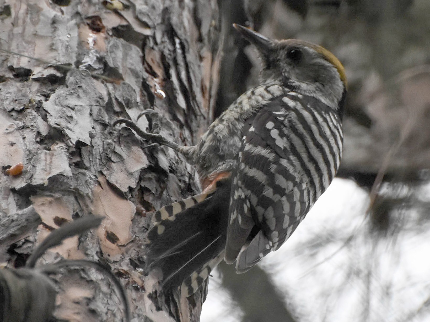 Pico Frentipardo - eBird