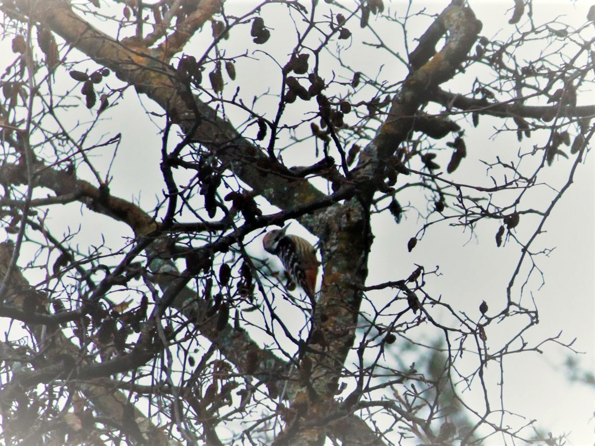 Pico Frentipardo - eBird