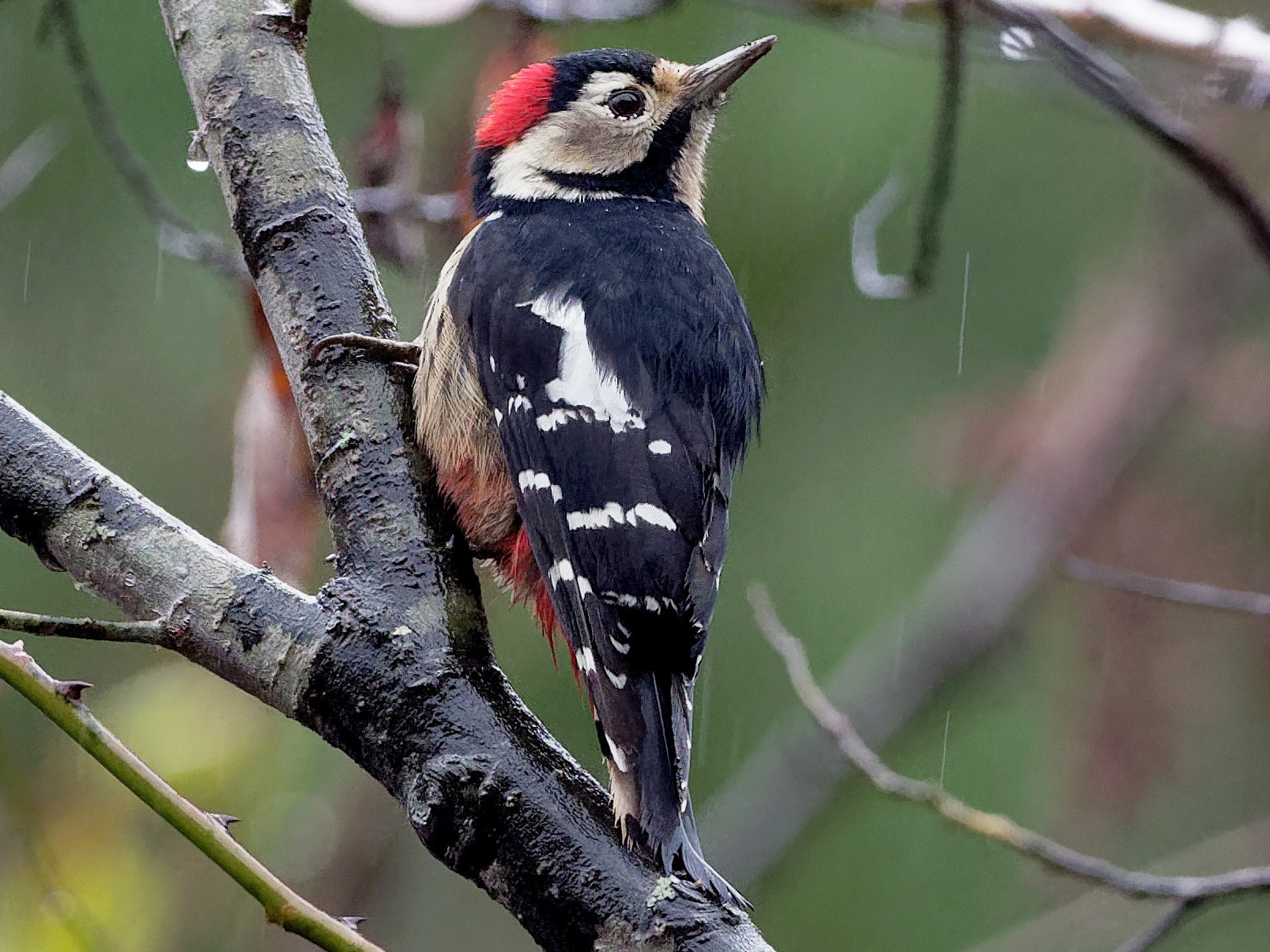 Crimson-naped/Necklaced Woodpecker - eBird