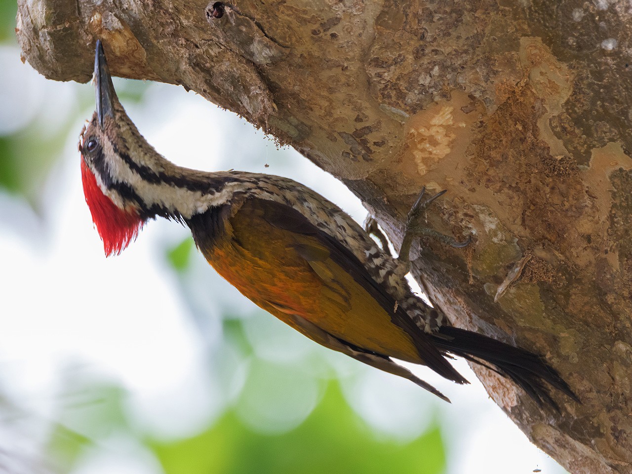 Himalayan Flameback - eBird