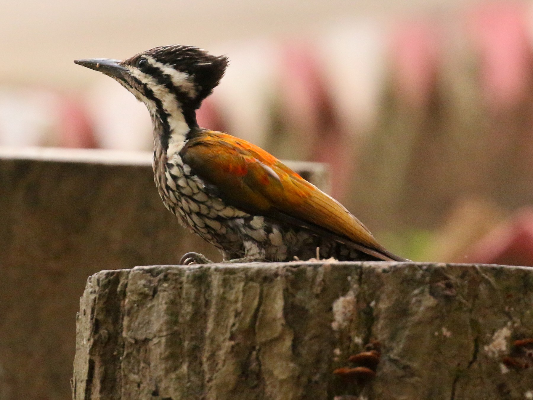 Himalayan Flameback - eBird