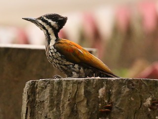Himalayan Flameback - eBird