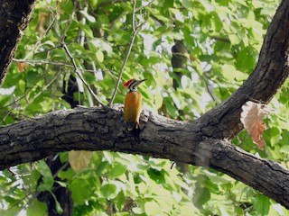 Himalayan Flameback - eBird