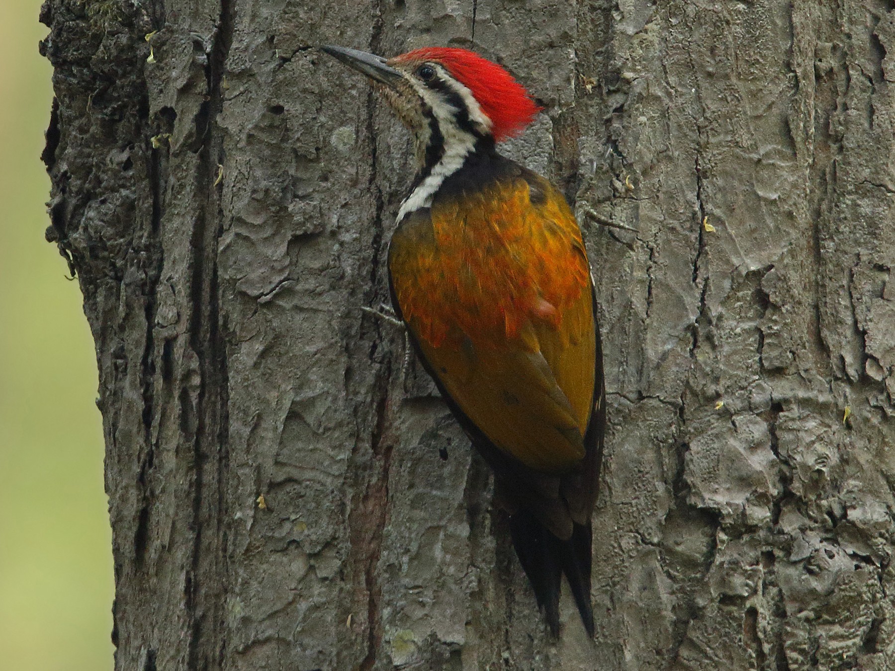 Himalayan Flameback - eBird
