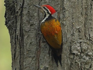 Himalayan Flameback - eBird