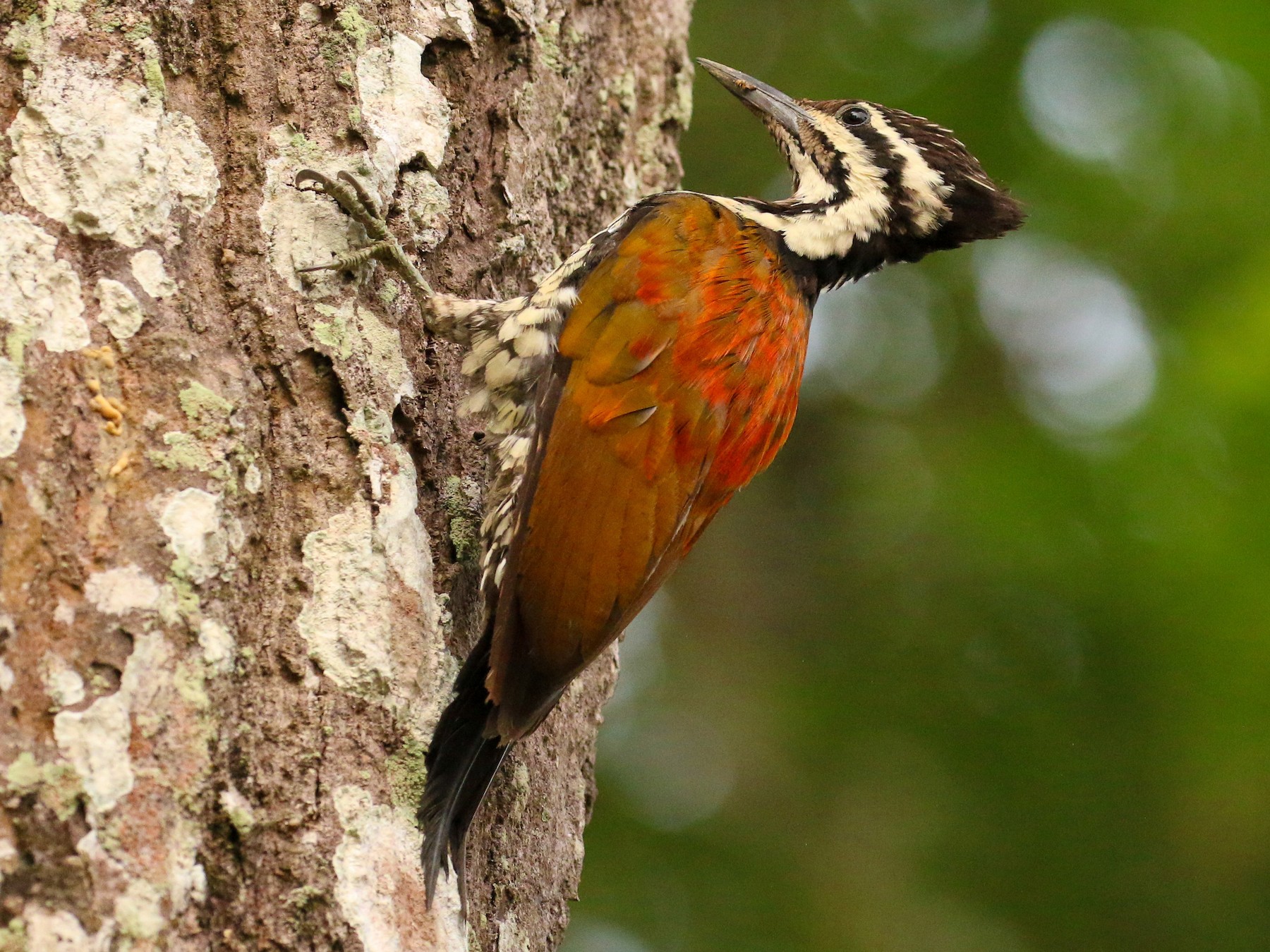 Himalayan Flameback - eBird