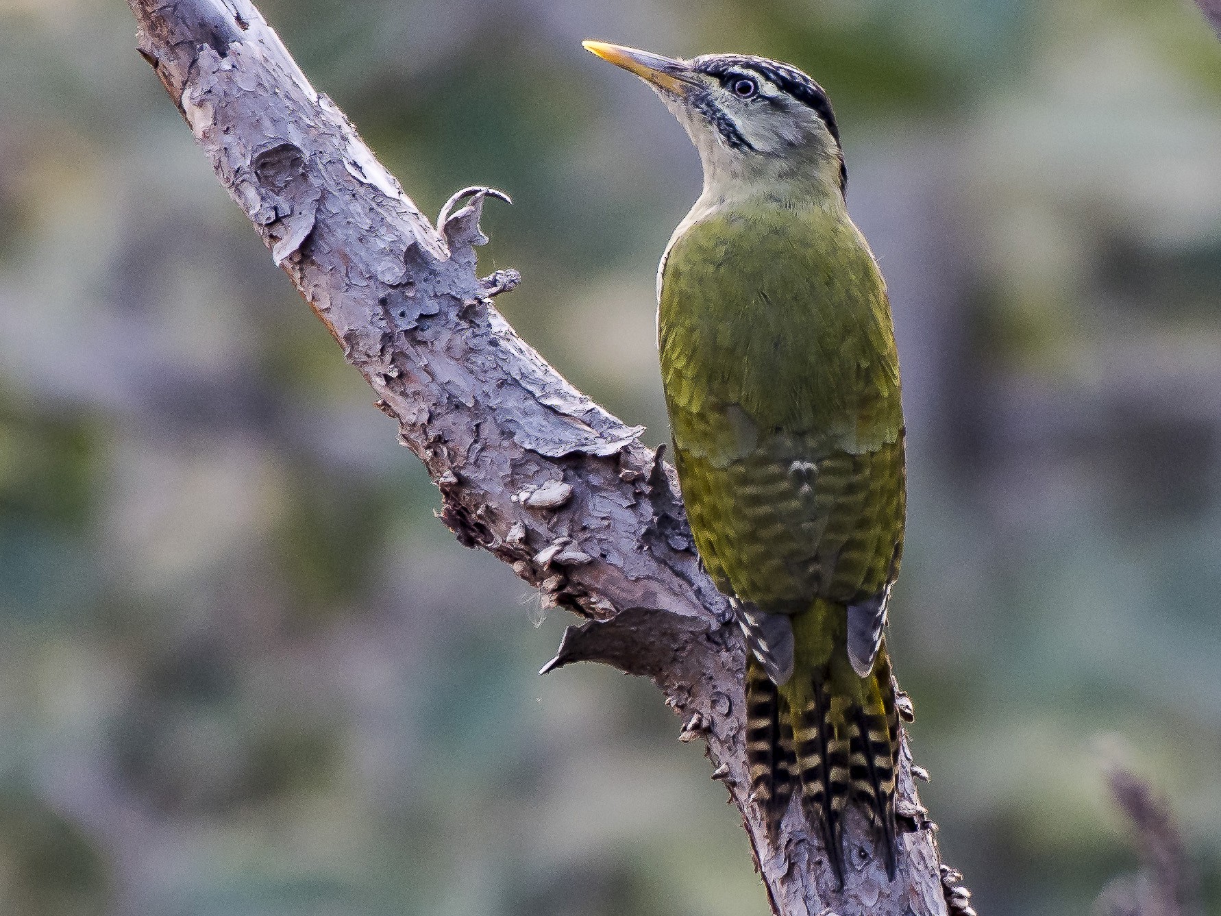 Scaly-bellied Woodpecker - eBird