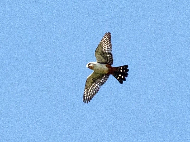 Collared Falconet - eBird