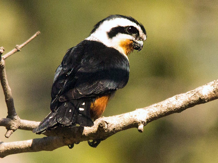 Falconet Bird