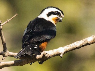 Collared Falconet - eBird