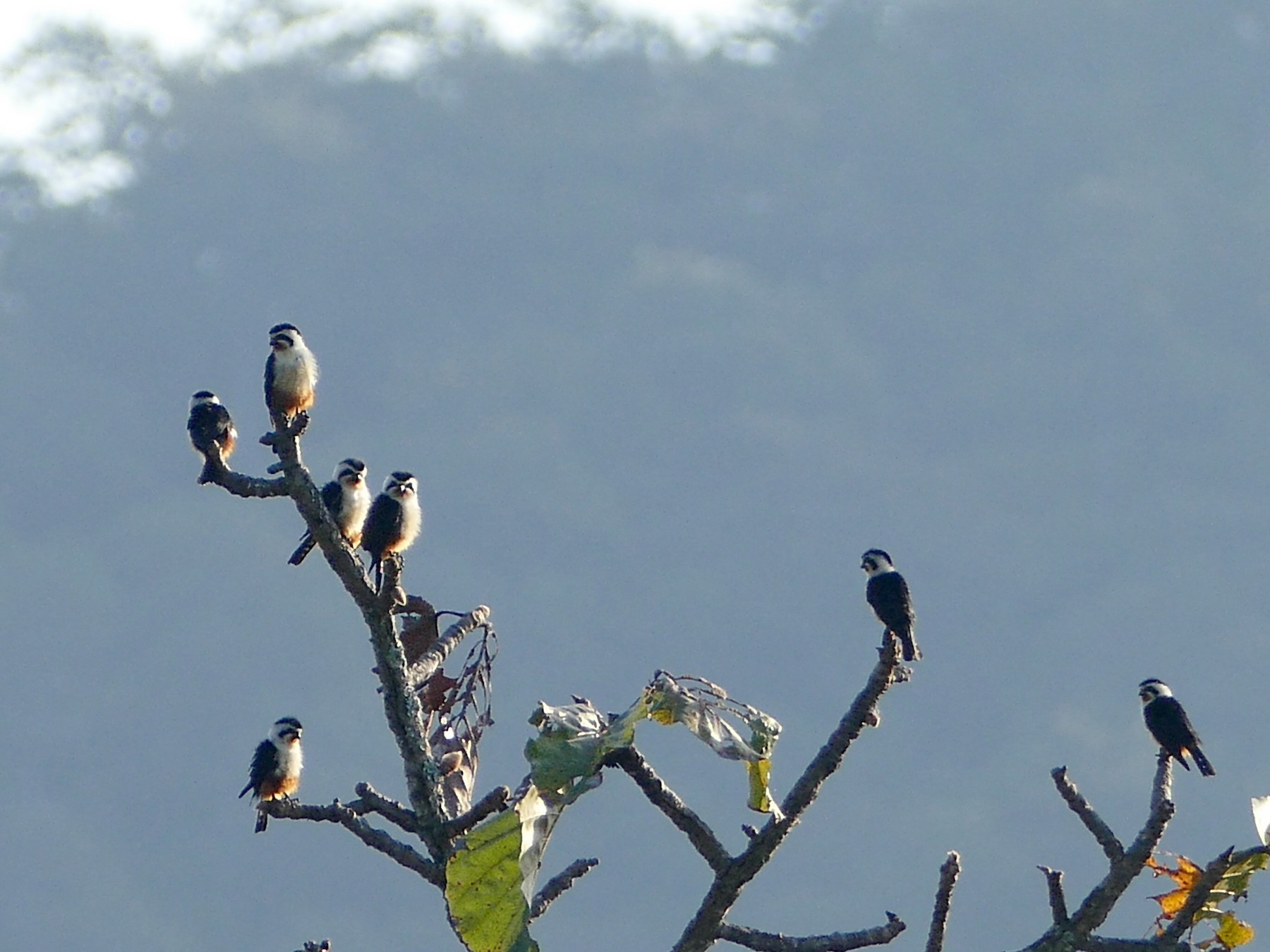 Collared Falconet - eBird