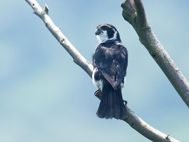 Pied Falconet - eBird