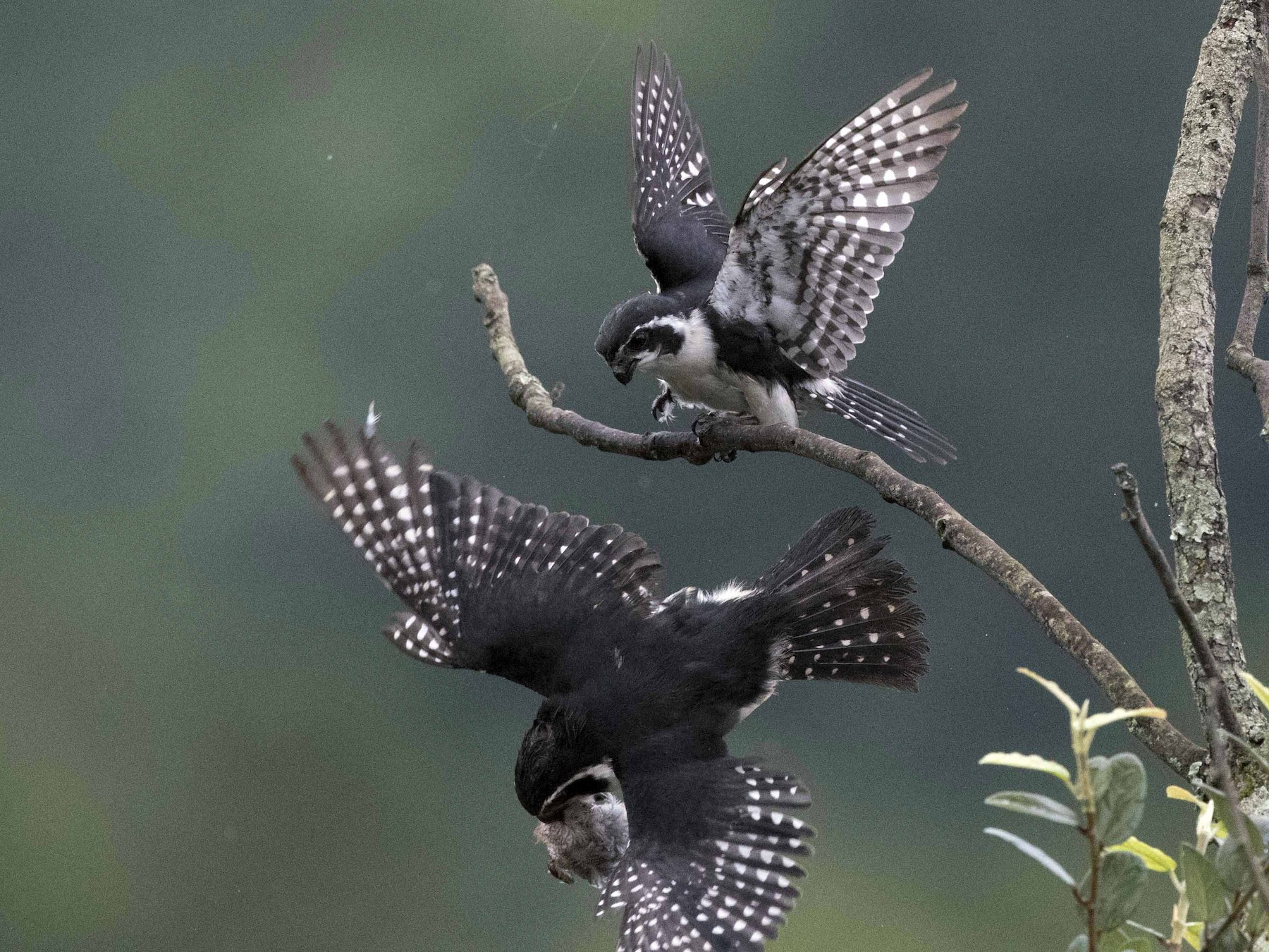 Pied Falconet - eBird