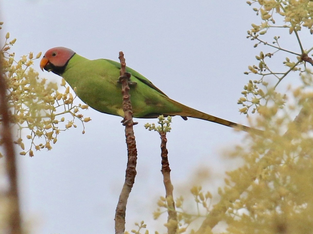Blossom-headed Parakeet - eBird