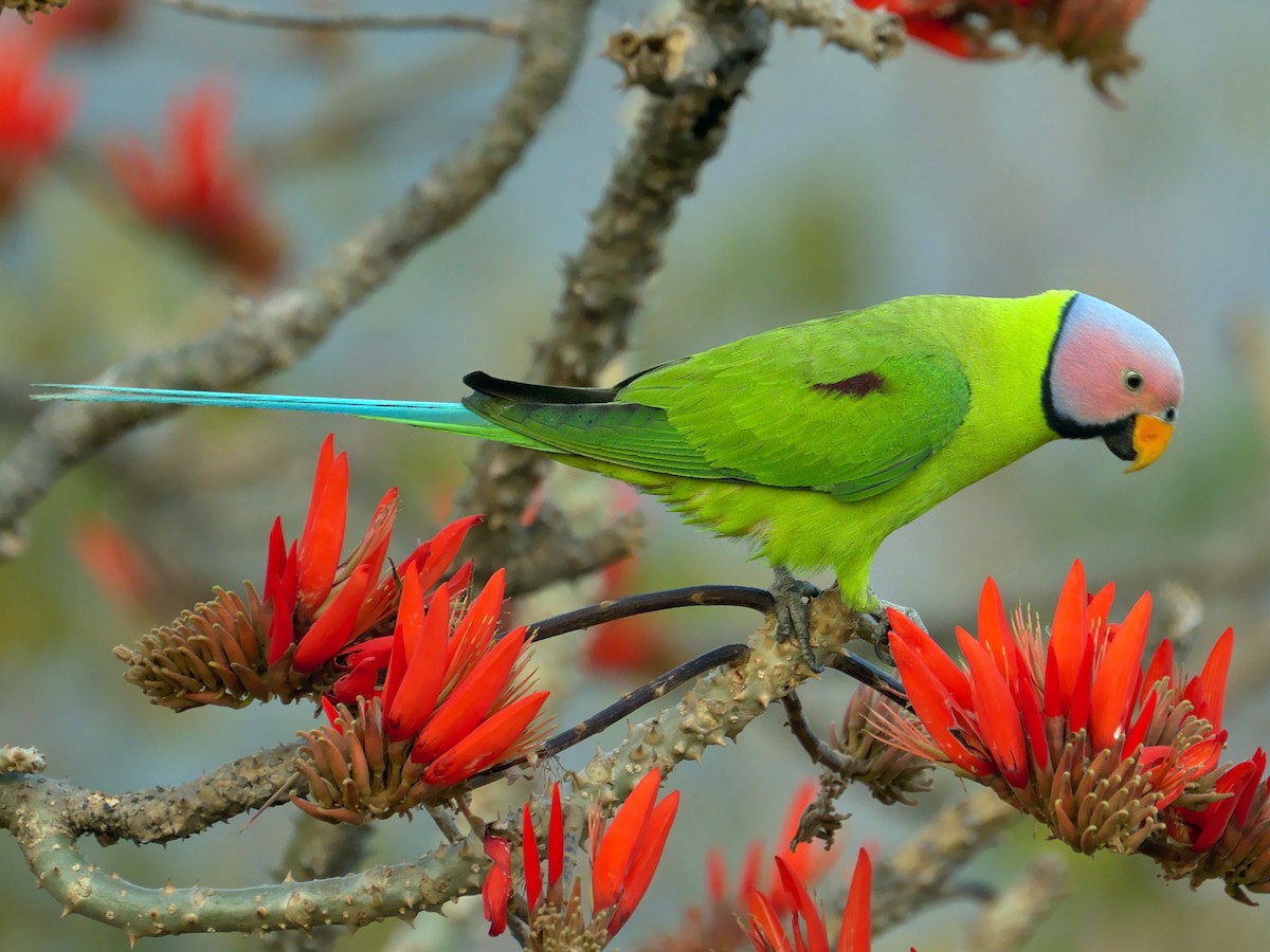 Blossom-headed Parakeet - Psittacula roseata - Birds of the World