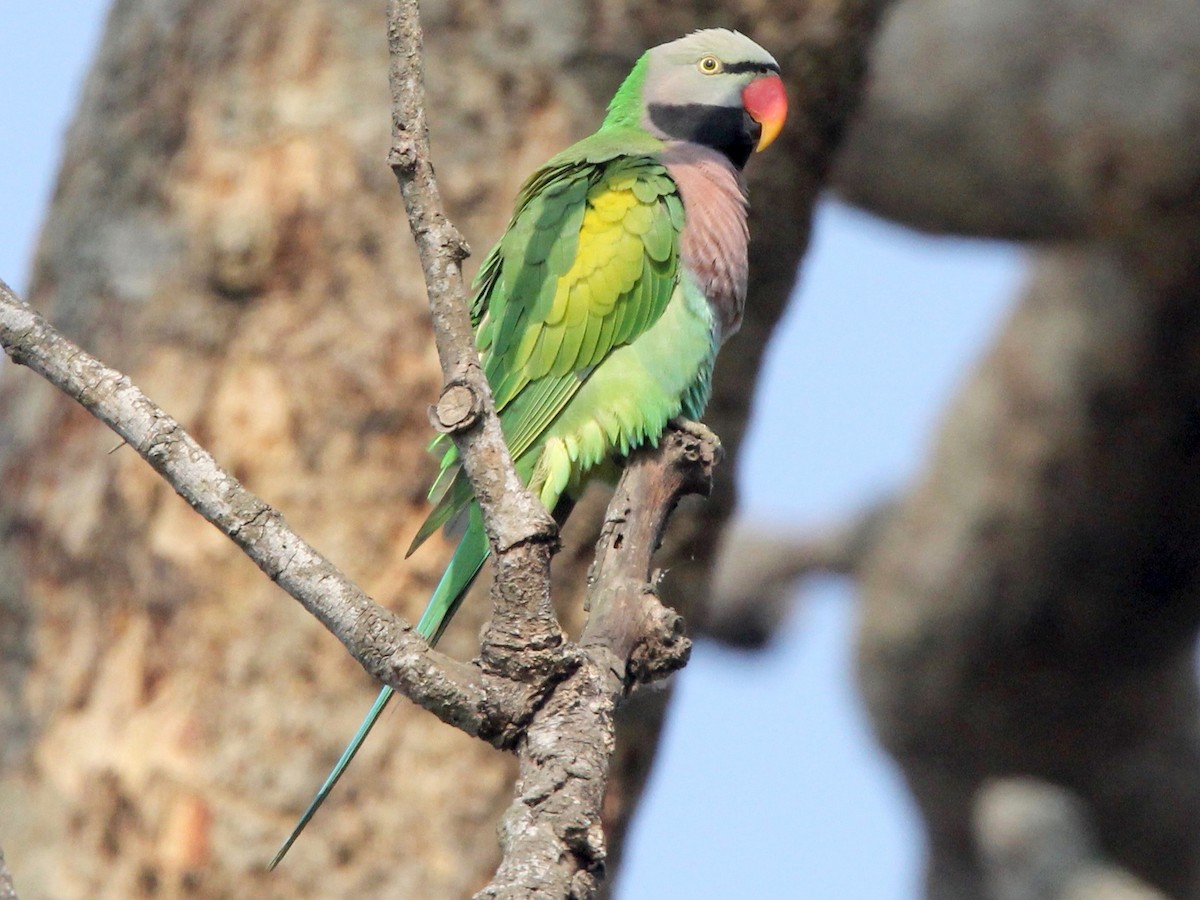 Red-breasted Parakeet - Psittacula alexandri - Birds of the World