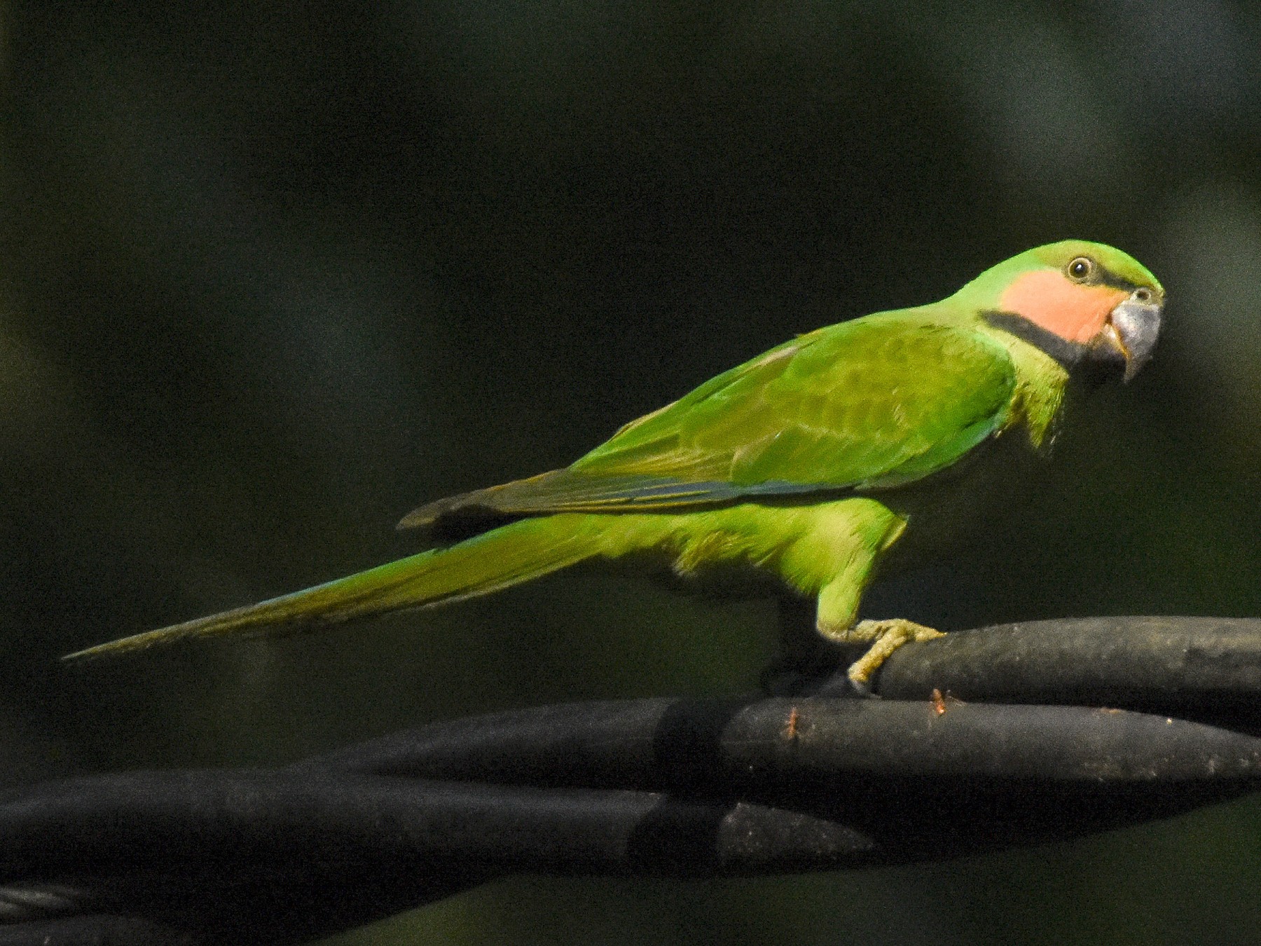 Long-tailed Parakeet - eBird