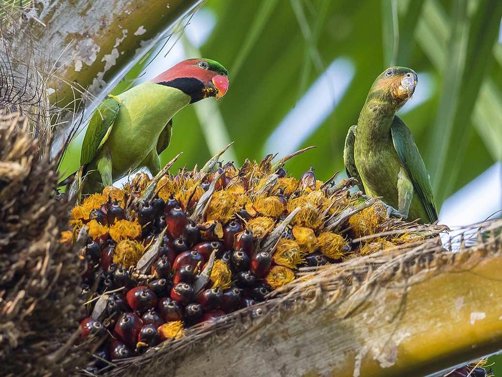 Long-tailed Parakeet - eBird