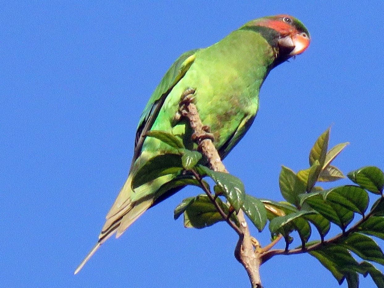 Long-tailed Parakeet - eBird