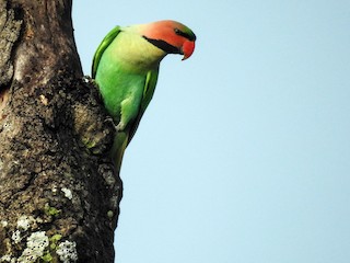 Long-tailed Parakeet - eBird