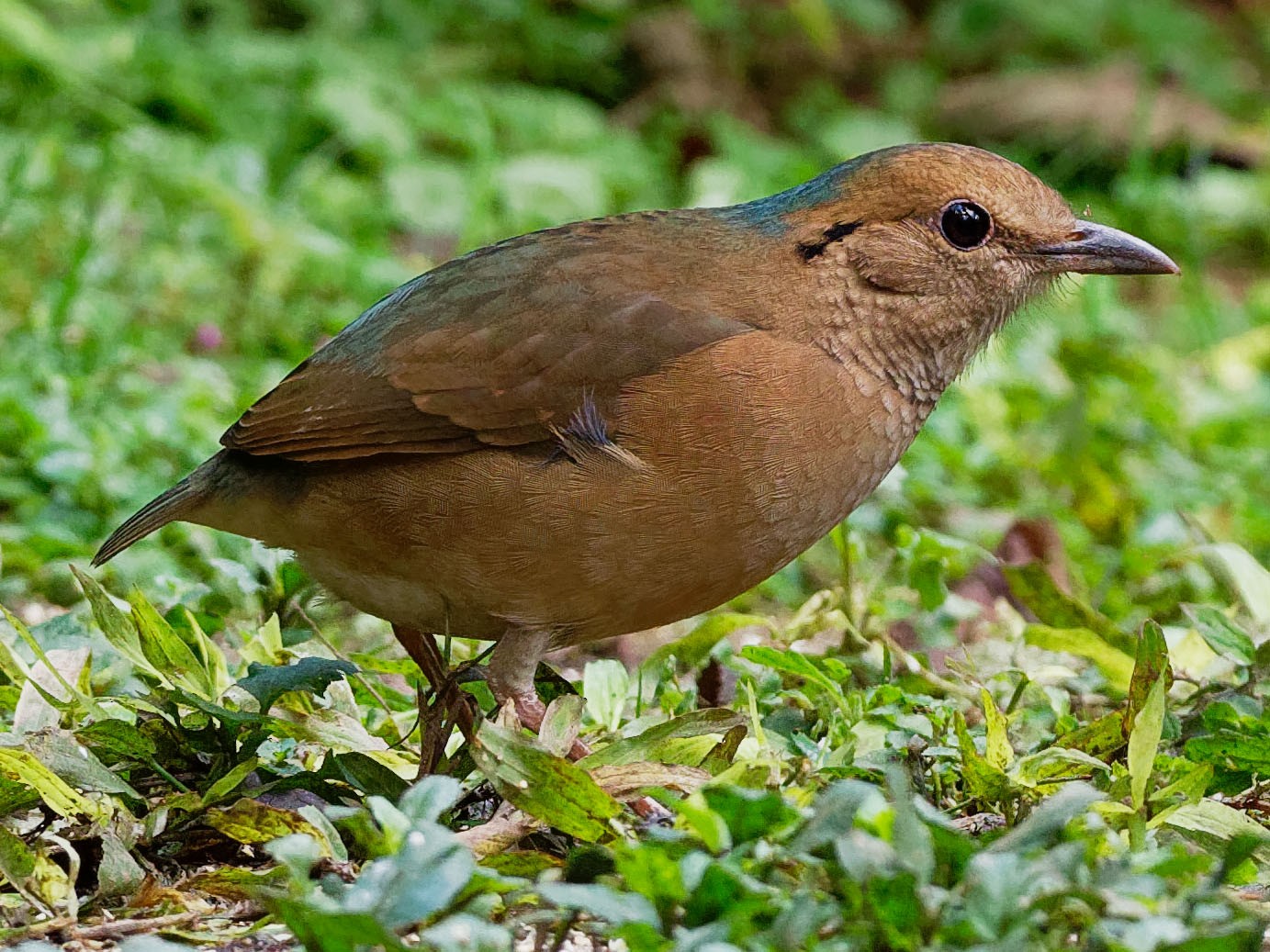 Blue-naped Pitta - eBird