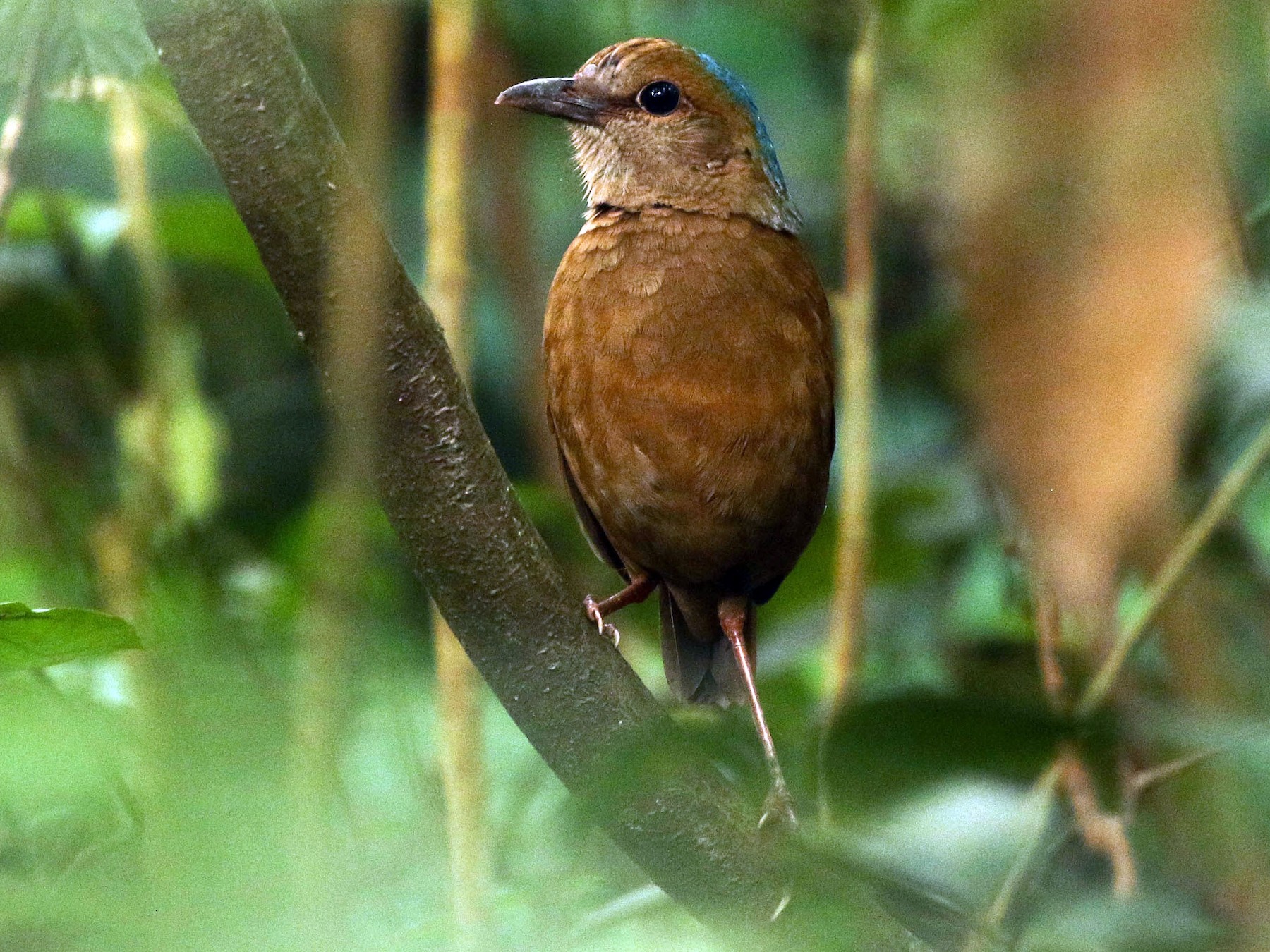 Blue-naped Pitta - eBird