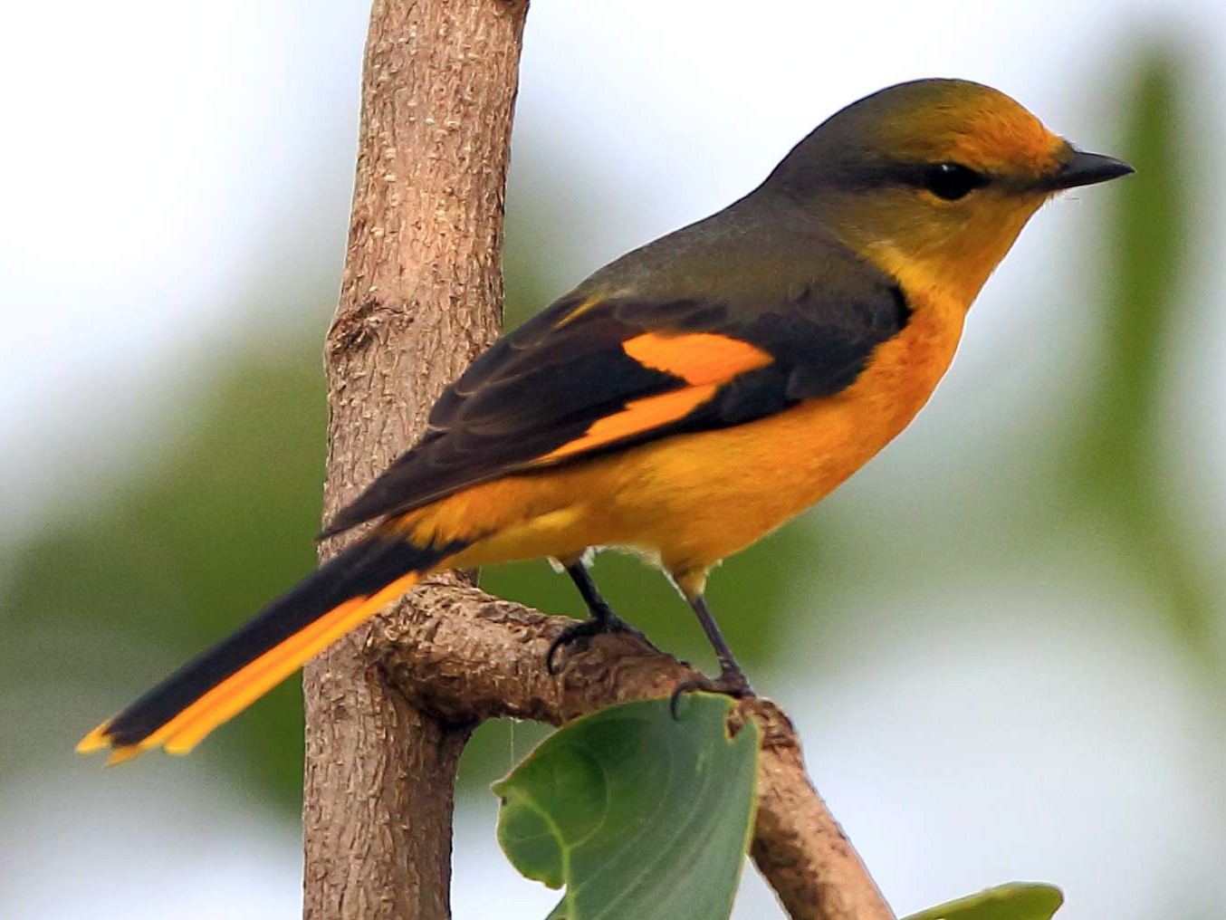 Short-billed Minivet - eBird